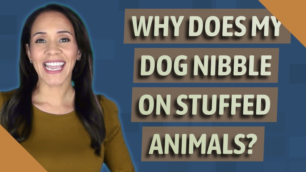 Why does my dog nibble on stuffed animals?