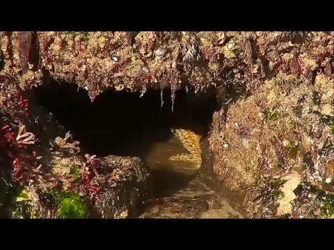 Relax - Starfish, sea urchins and seaweed with tidal ripple on the beach