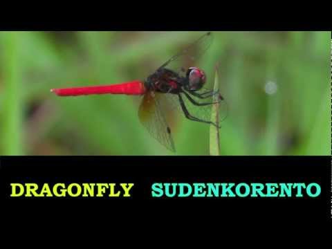 25 words in Finnish