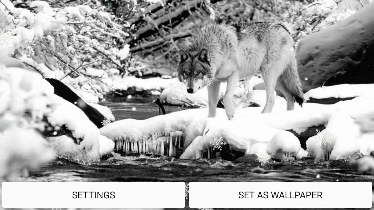 Wolf Free HQ live wallpaper
