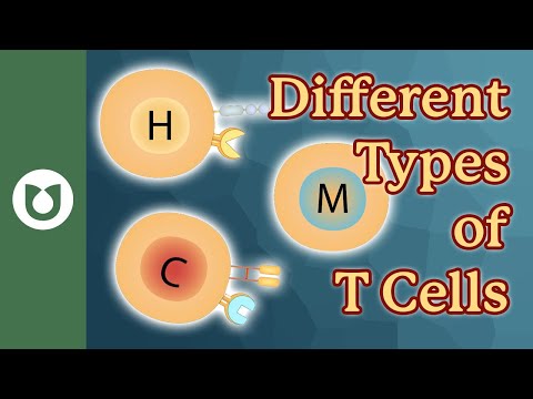 What are the different types of t-cells? #myeloma