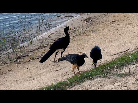 Bare-faced Curassow: A Family Free in the Wild – Brazilian Fauna 🦜🌿Mutum-de-penacho