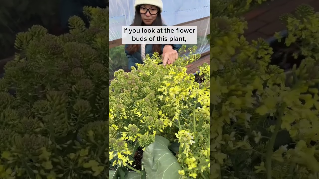 This is how broccoli flower looks like! 🥦 #foodscience #biogirlmj