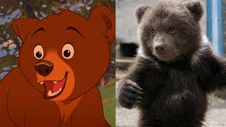 Brother Bear in Real Life 2019 | Disney Movies