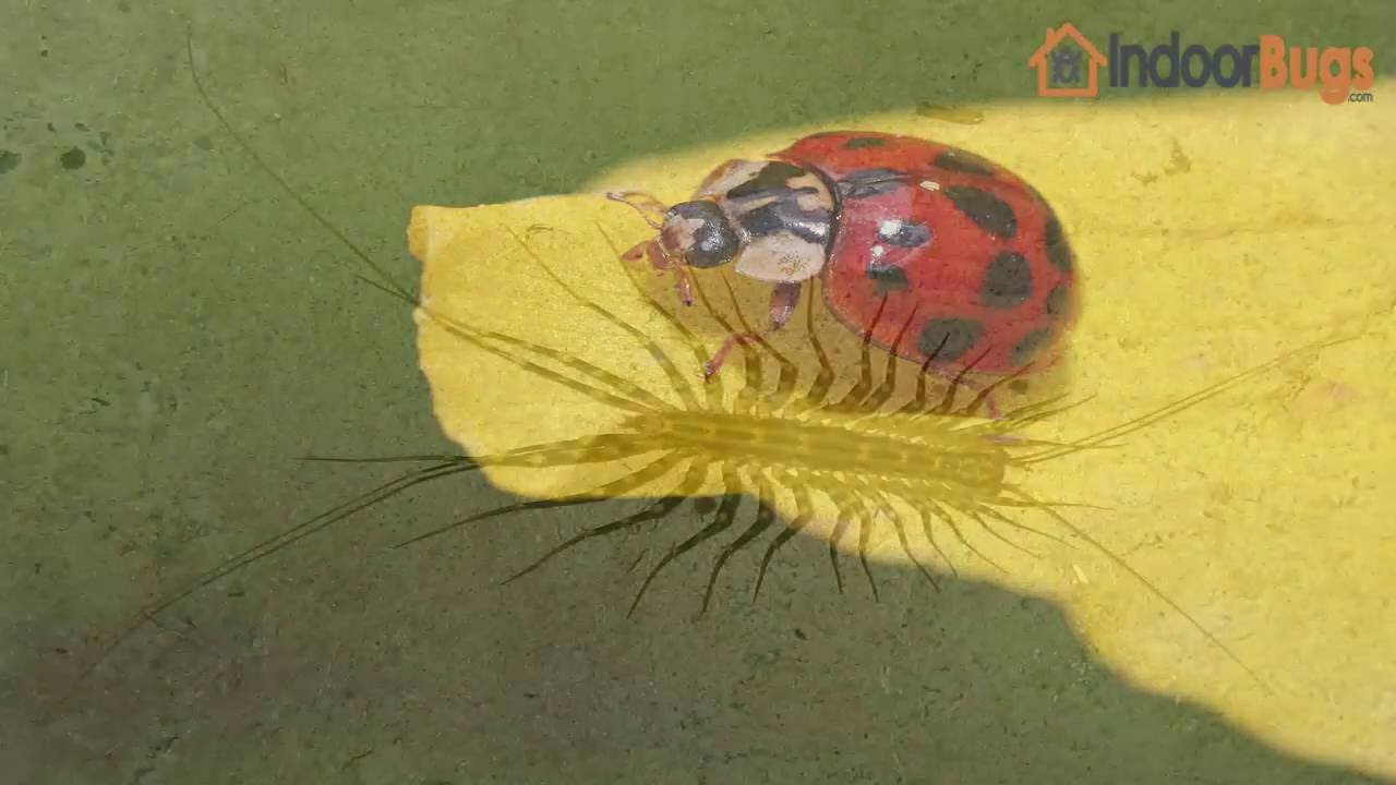 Common household bugs