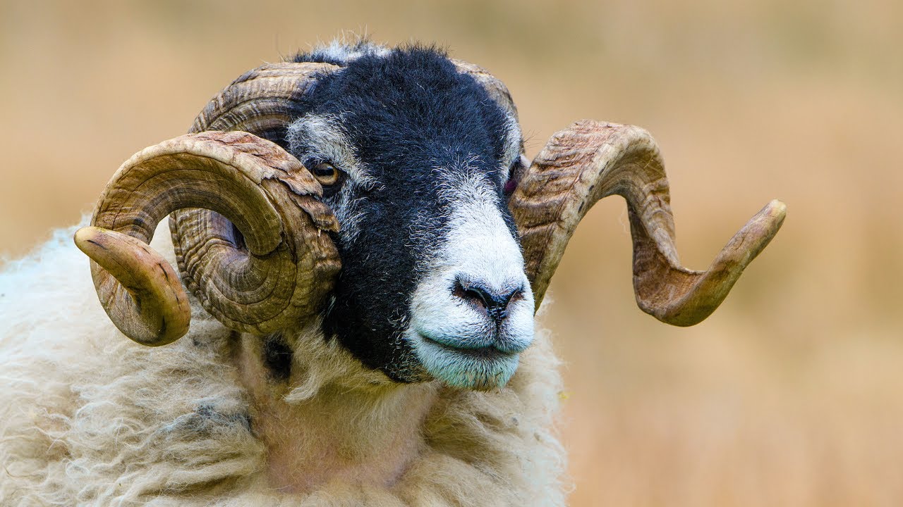 Ram Sheep's Facts: Secret World of Sheep's Their Species And Habitats