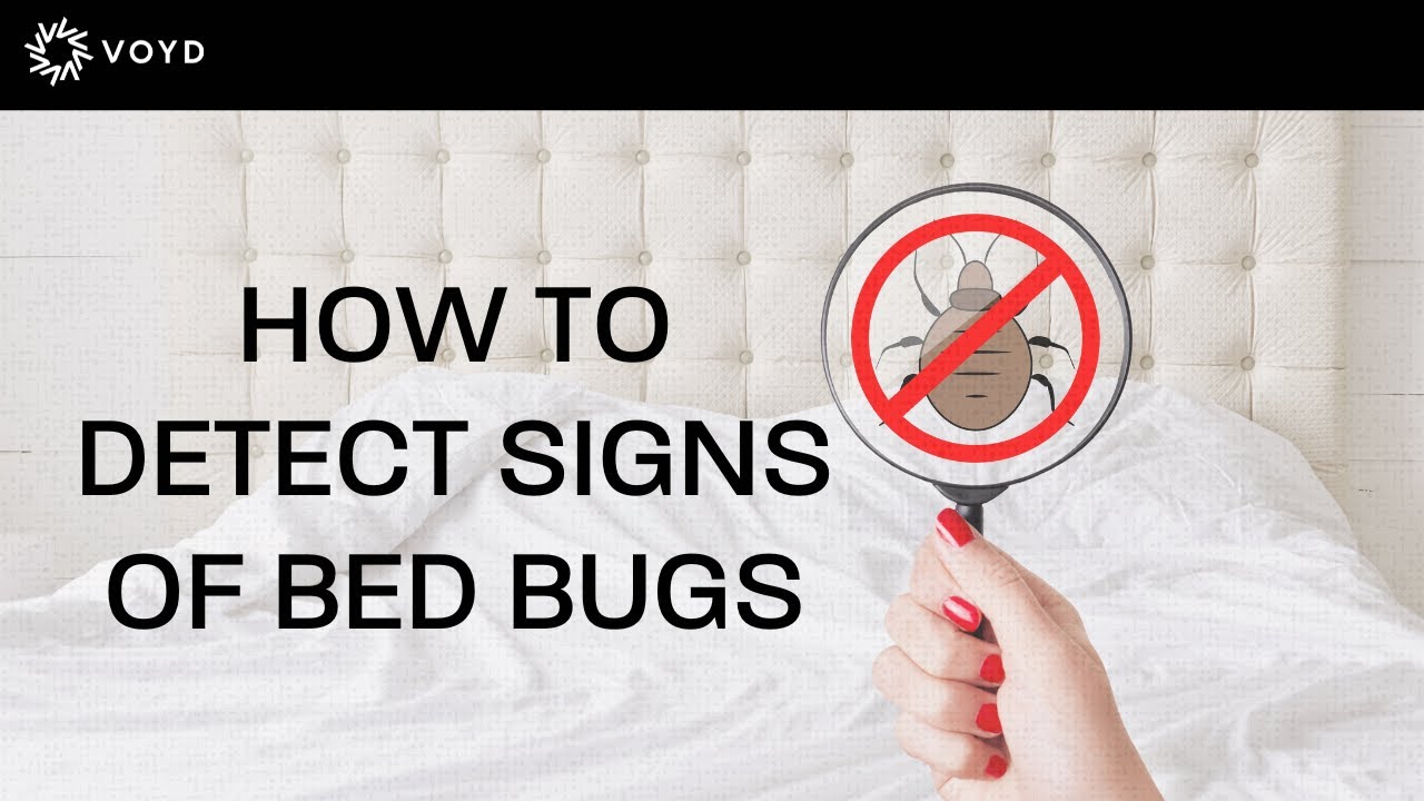 Bed Bug Detection | How to Find Bed Bugs | Voyd Bed Bug Treatment