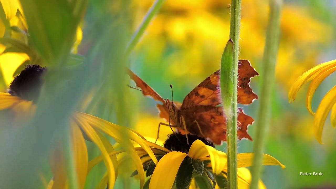 Comma butterfly (Polygonia c-album)