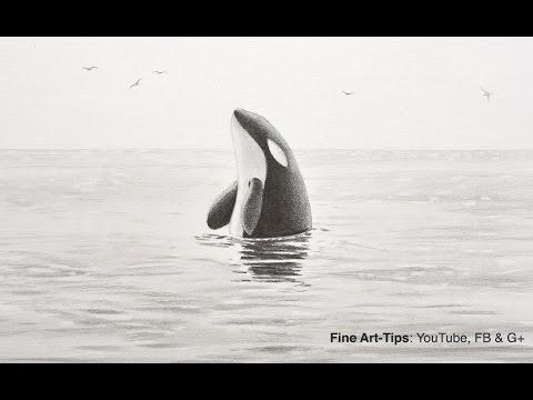 How to Draw a Killer Whale - Orca