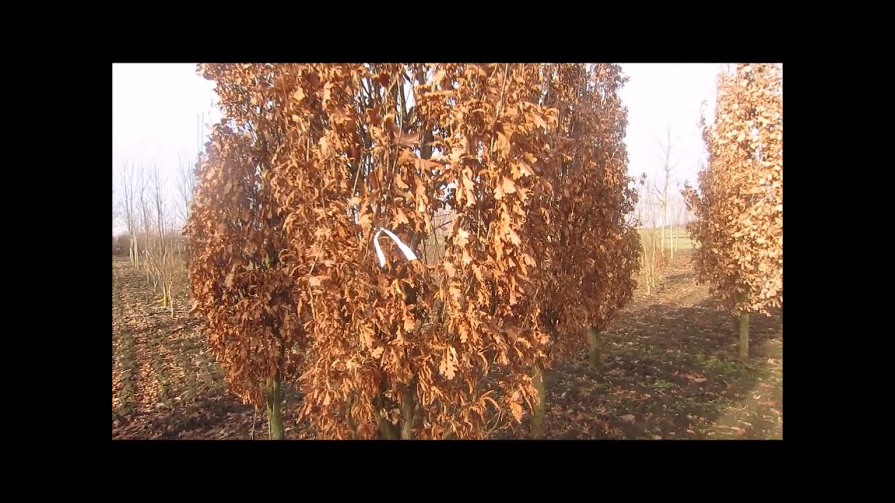 quercus robur fastigiata
