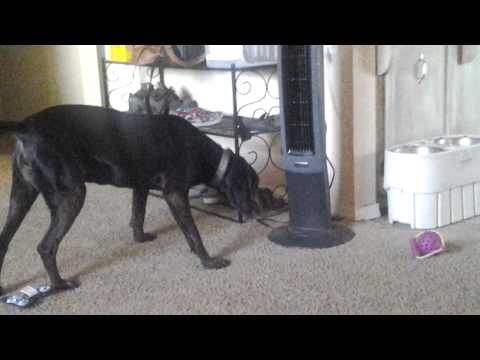 Walker the Plott Hound playing!