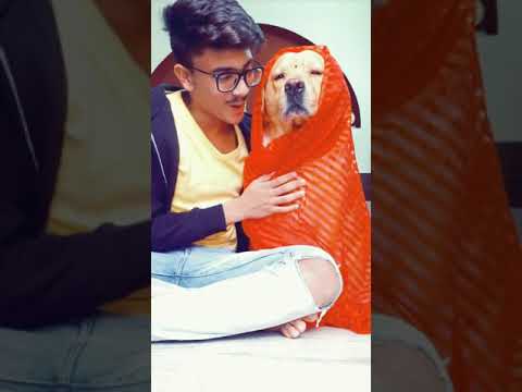 best funny video with dog😂🐕 | tiktok | comedy | #shorts | anant rastogi