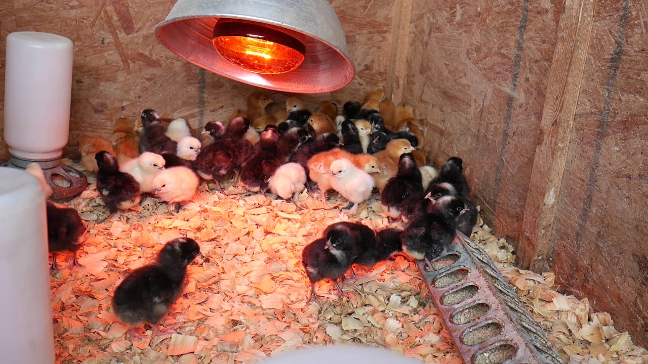 Setting Up Baby Chick's Brooder Box