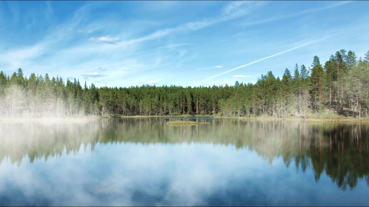 How Tree Planting Can Help Reverse Climate Change