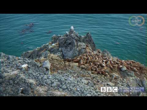 New footage reveals Netflix faked walrus climate deaths – Iowa Climate ...