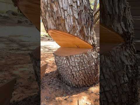Felling big alligator juniper in driveway. Gettin it done #stihl500i #treecutting #arizona #stihl