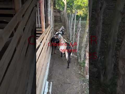 Chivas #goats #nubia #boer #bacas #bull #caballos #campo #cabras #chivas #chivos #cows #comida