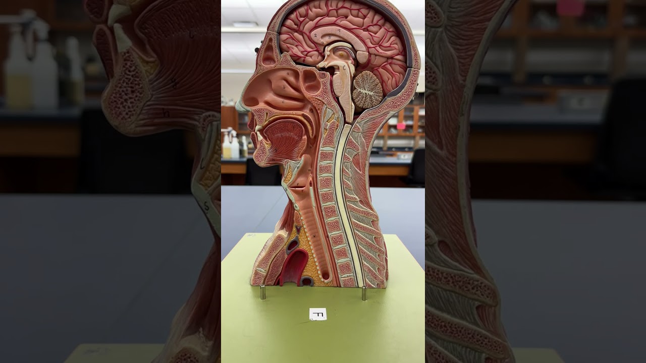 Structures of the Digestive System - Head Model