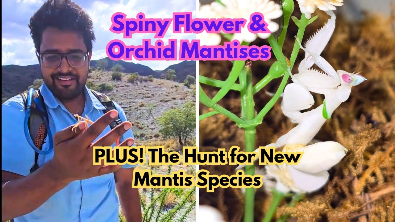 Orchid & Spiny Flower Mantises: Plus the Hunt for New Mantis Species
