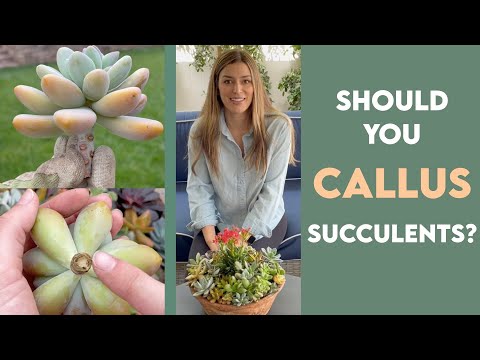 Is It Necessary to Callus Succulents?