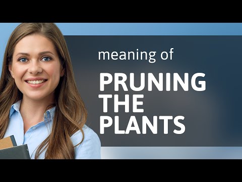 Pruning the Plants: A Guide to Growth