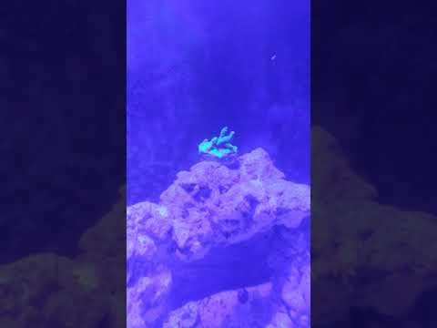 neon green spongodes montipora