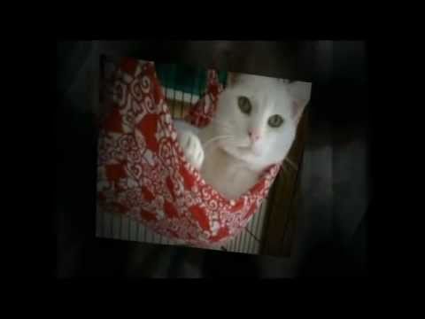 HELP Humane Society - A True No Kill Animal Shelter