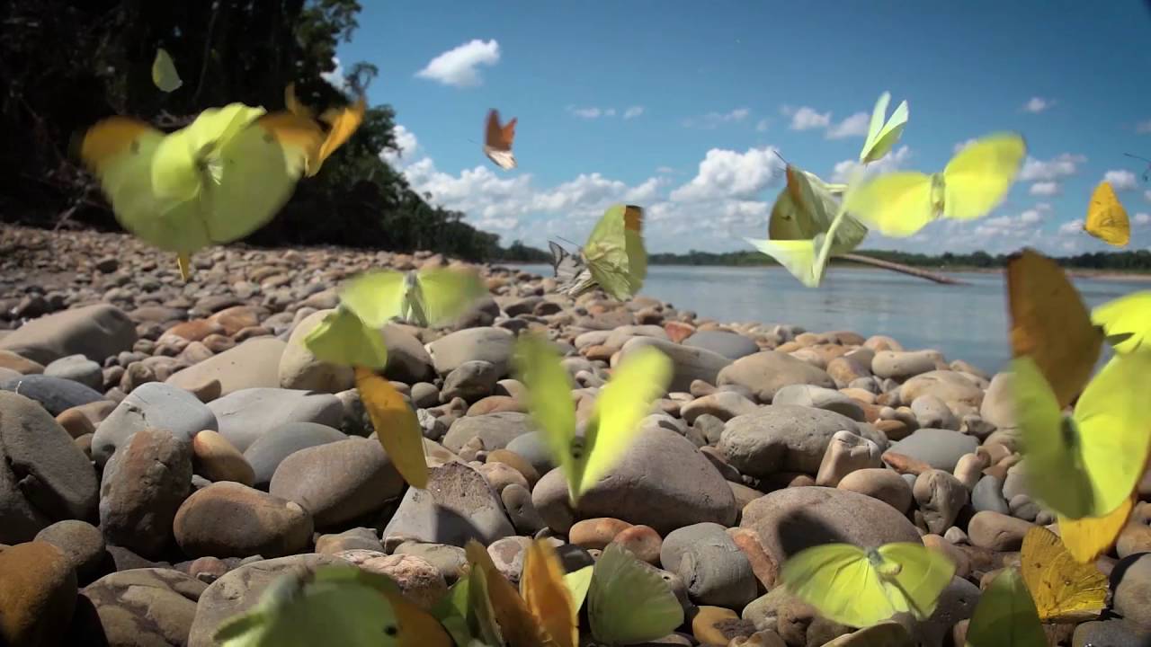 Do You Remember? A Dream in the Peruvian Amazon
