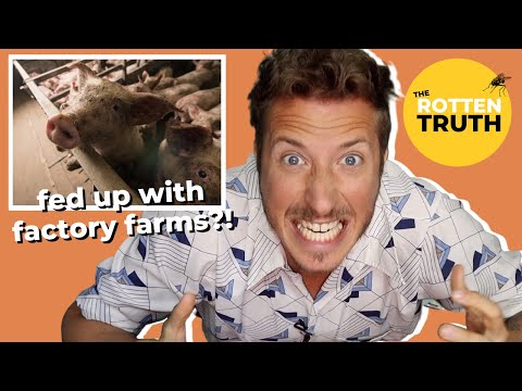 THIS is How We End Factory Farming