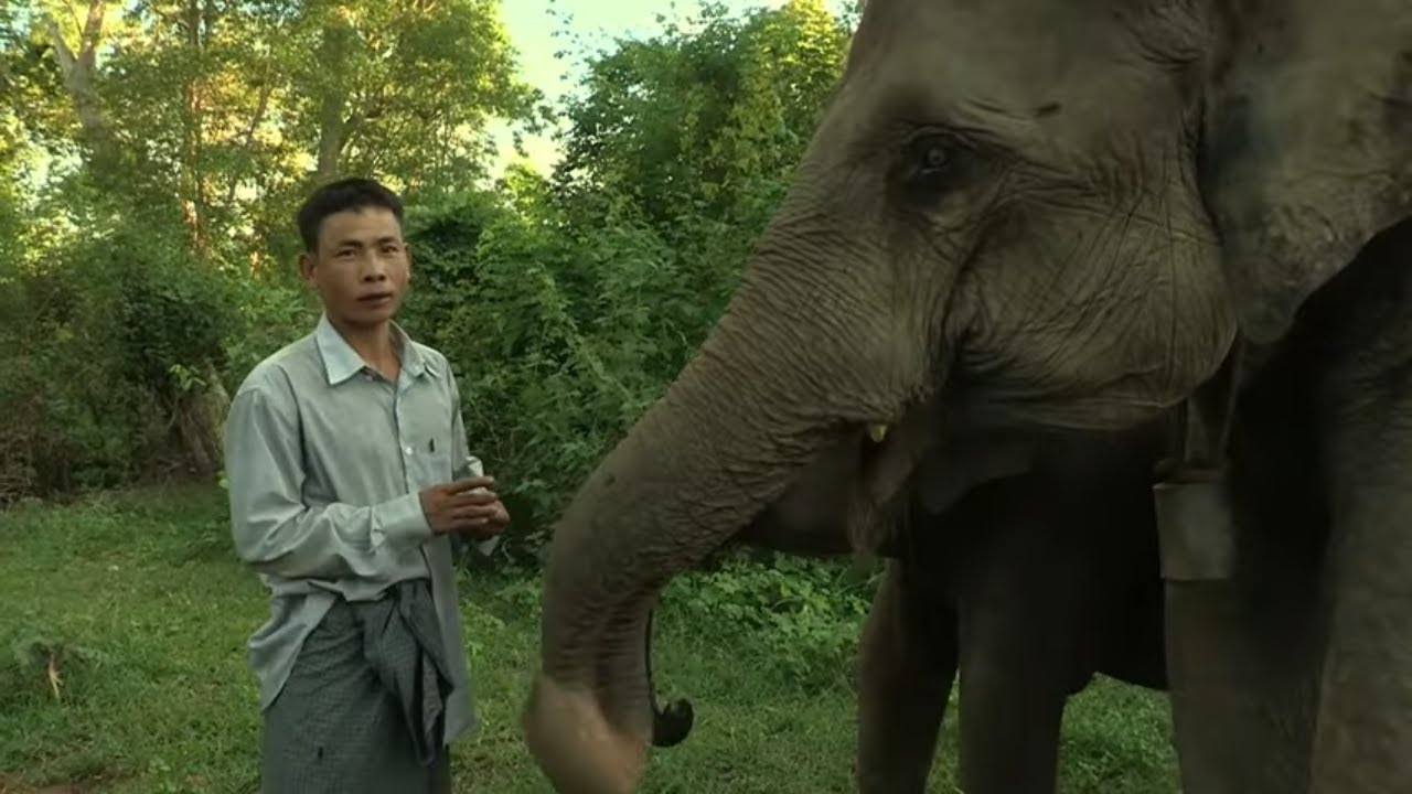 Documentaire | Ce guide part à la conquête d’une réserve d’éléphants en ...