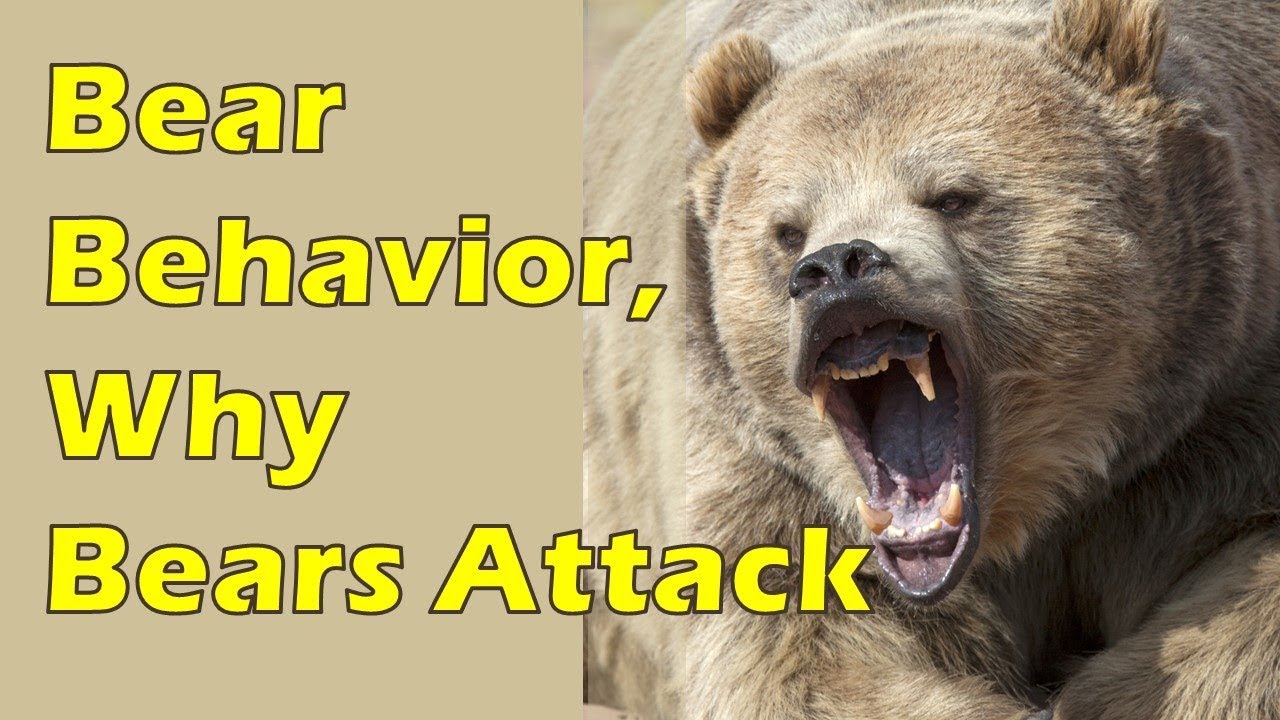 Bear Safety Part 1: Bear Behavior & Why Bears Attack