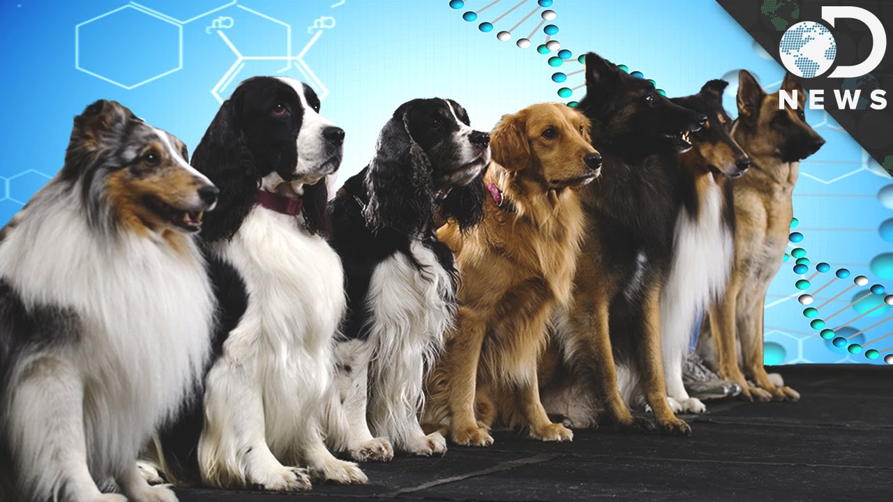 How Are New Dog Breeds Created?