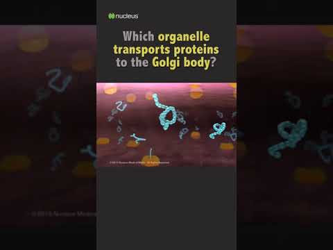 Biology Quiz: Which organelle transports proteins? #shorts