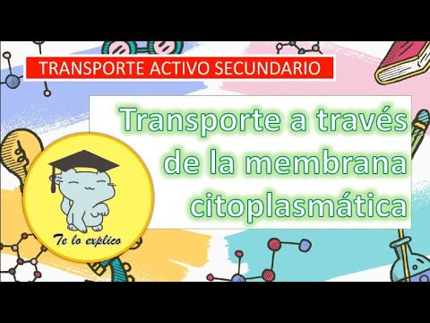 TRANSPORTE ACTIVO SECUNDARIO A TRAVÉS DE LA MEMBRANA CITOPLASMÁTICA