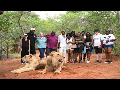 Living the Dream | Walking with Lions at Mukuni Big 5 Safaris