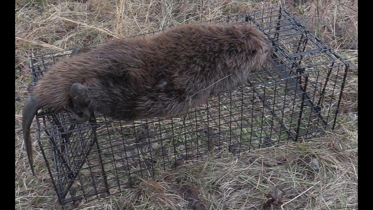 Beaver Trapping with Tomahawk Live Traps