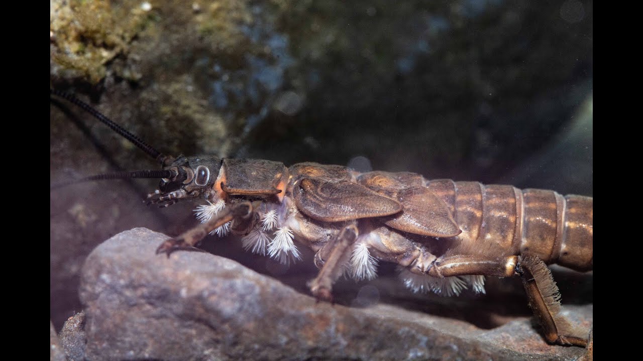 Stonefly Emergence