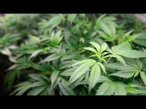 Media's sensationalized headlines on pot industry a worry for the sector?