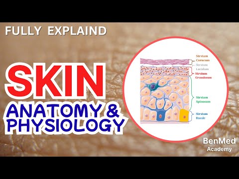 Skin Anatomy and Physiology - Part 1
