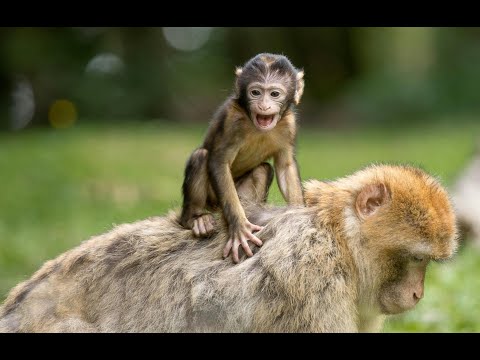 Monkeys: The Joyful Inhabitants of the Rainforests - Discovering the Planet in FULL HD