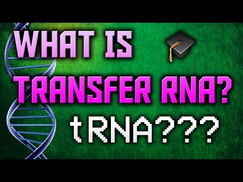 Transfer RNA (tRNA) — Overview & Role in Translation - Expii
