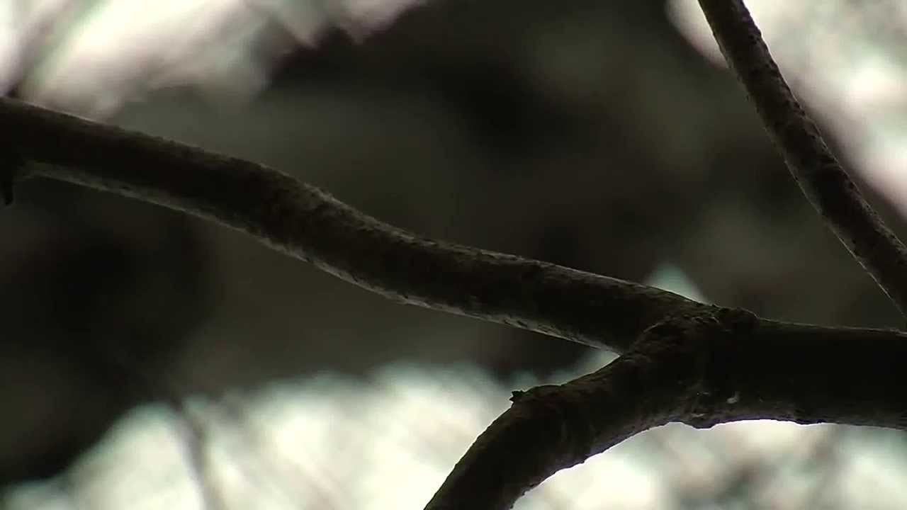 Video Poem: Fallen Soldiers