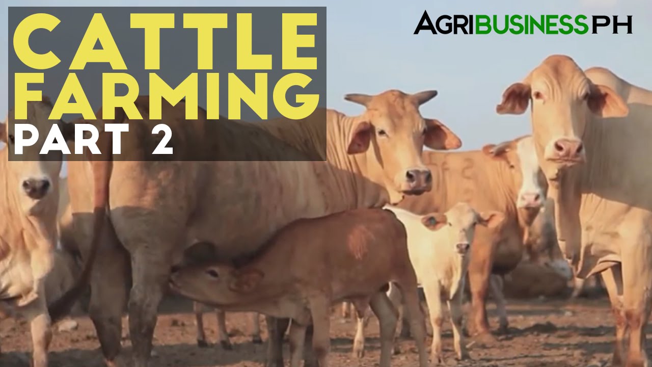 Cattle Farming Part 2 : Zero Grazing Cattle Farming | Agribusiness Philippines