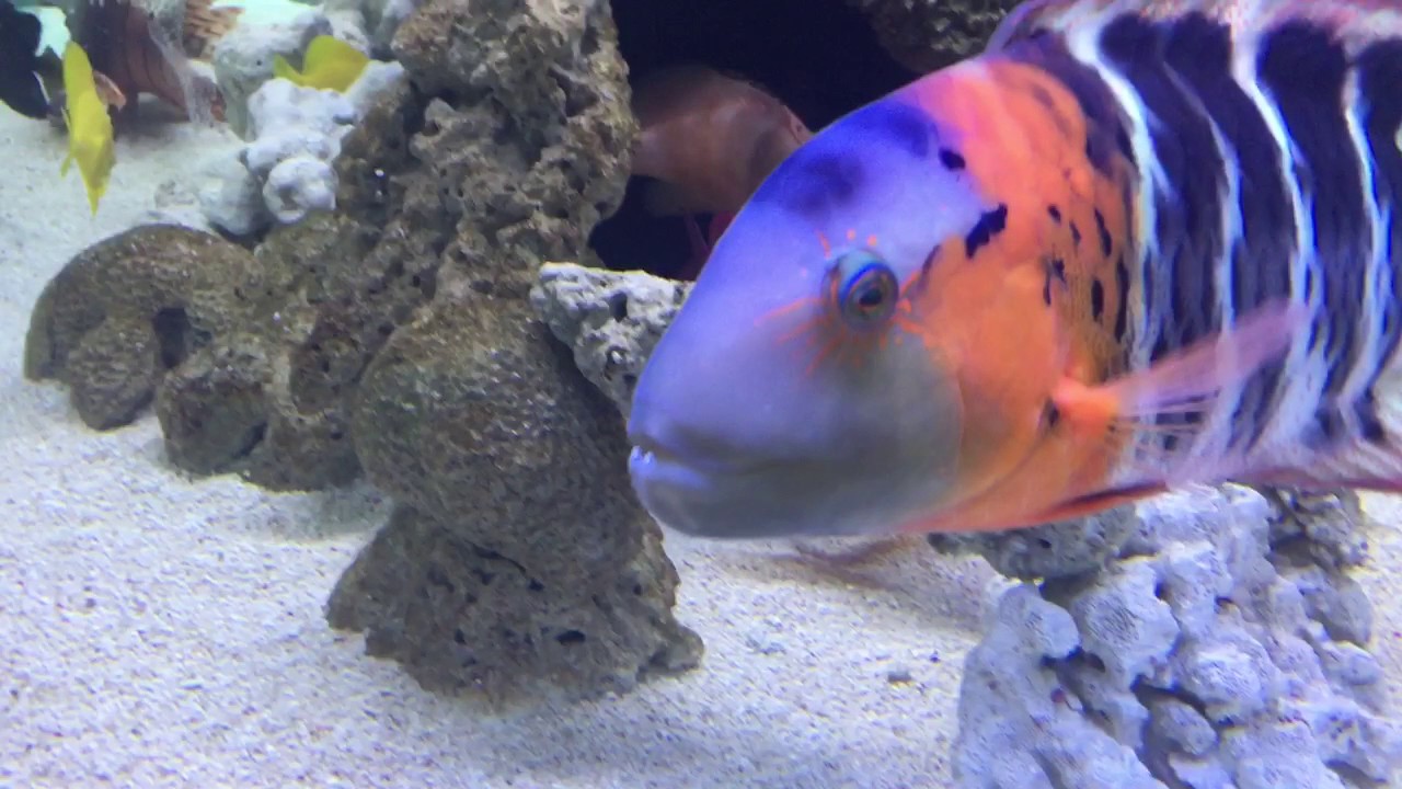 This Wrasse is like having a pet