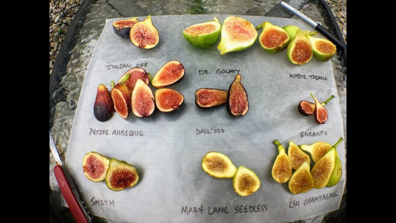 Tasting 9 FIG Varieties: Side by Side Comparison
