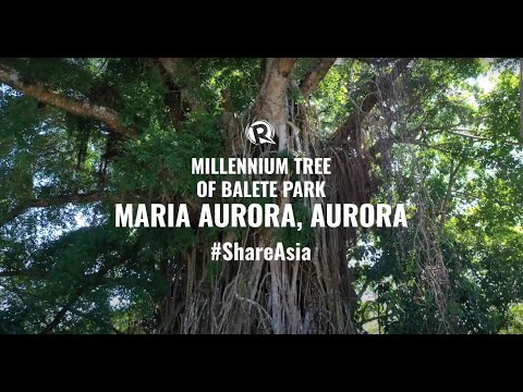 WATCH: A trip to Aurora's Millennium Tree at Ronquillo Balete Ecopark