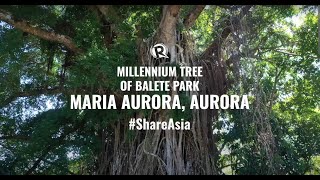 WATCH: A trip to Aurora's Millennium Tree at Ronquillo Balete Ecopark