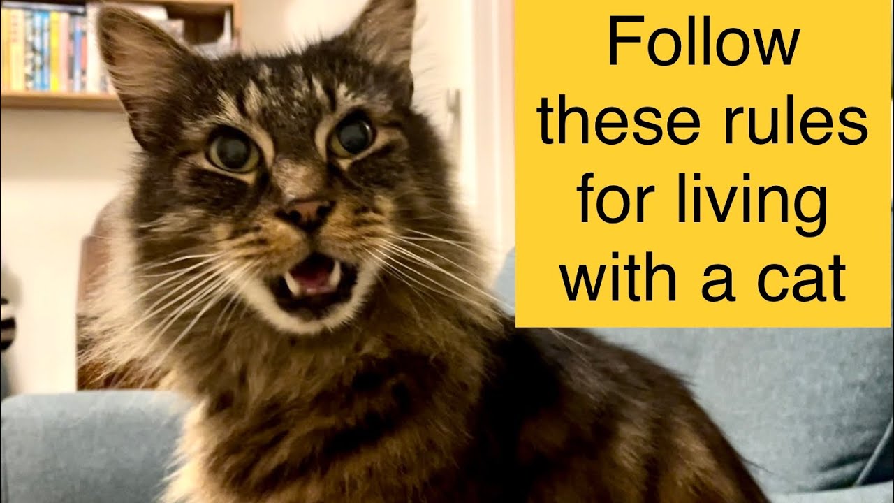 Ten cat rules (according to Eric)