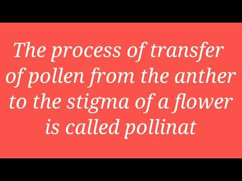 pollination Definition