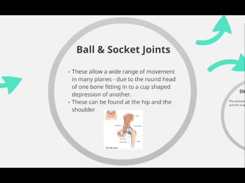 Chapter 1.1: The Structure and Function of the Skeletal System (Part 2)